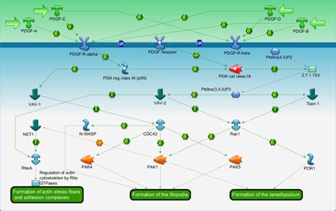 Cytoskeleton Remodeling Role Of Pdgfs In Cell Migration Pathway Map Primepcr Life Science