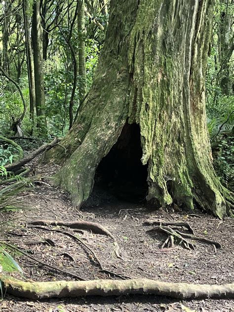 Manawatu Gorge Track Manawatu Wanganui Trails Photo Gallery Wild