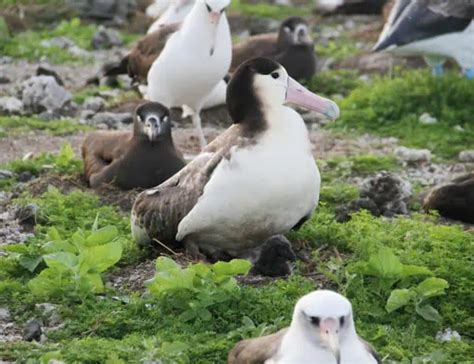 22 Types Of Albatross Species Facts And Photos