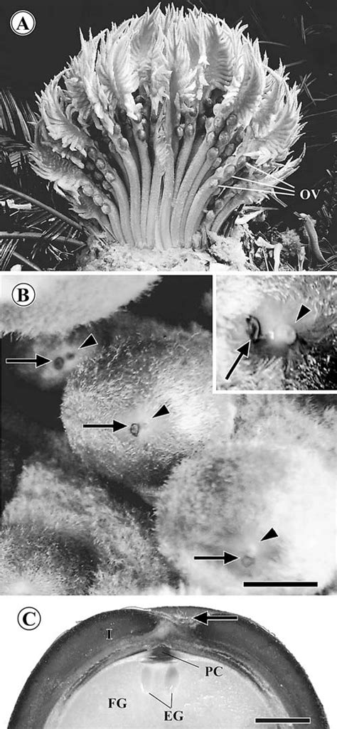 Female Cone And Ovules Of Cycas Revoluta During The Pollination Period