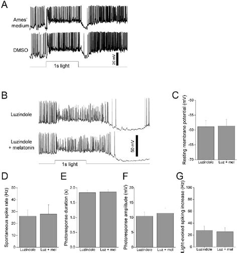Figure 2 From Melatonin Modulates M4 Type Ganglion Cell Photoreceptors