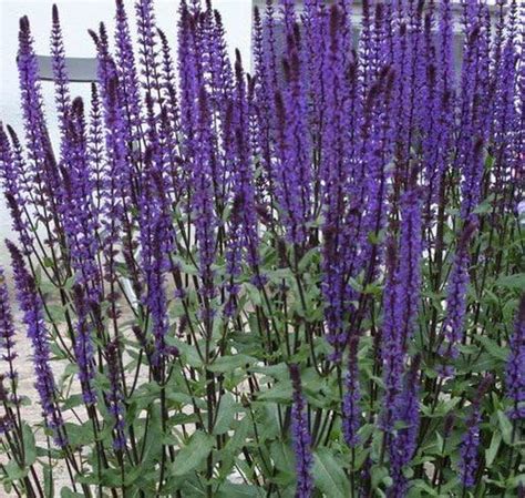 Salvia Nemorosa Caradonna Seeds Uk Garden