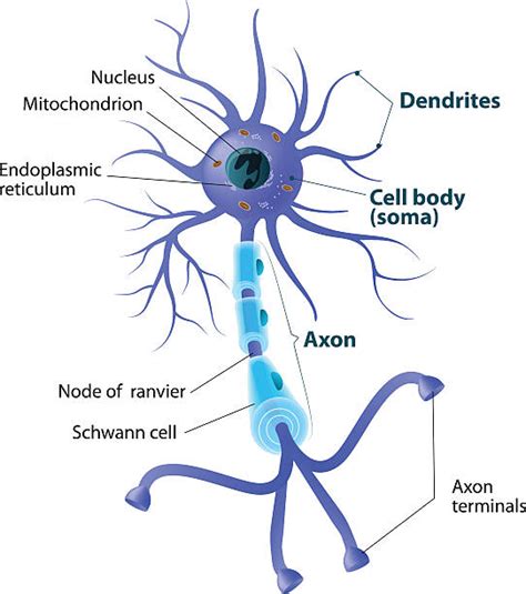 Neurons Diagram Labeled