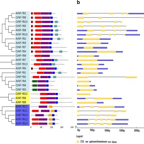 Conserved Motifs Of Nf Yb Proteins And Exon Intron Organization Of