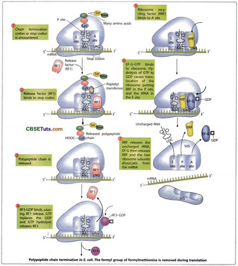 Protein Synthesis And Translational Control Translation Of Rna To