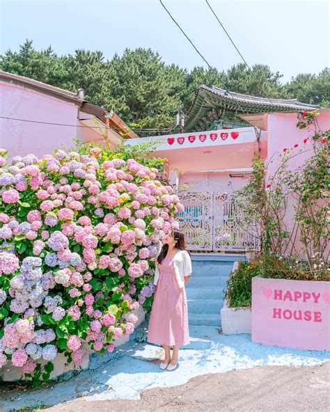 신예은 영도 수국 3대장 지금이 제일 예쁠시기💕🫶🏻 지난번에 소개해드렸던 부산 영도에서