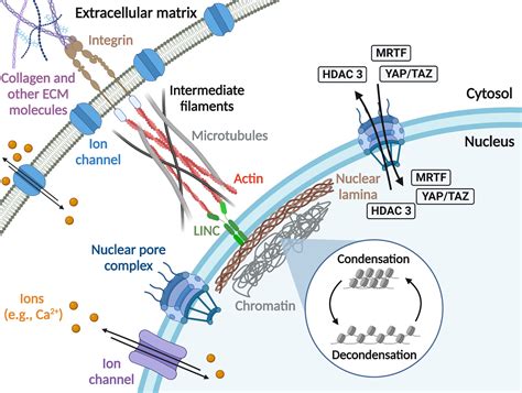 Microtubules In Nucleus