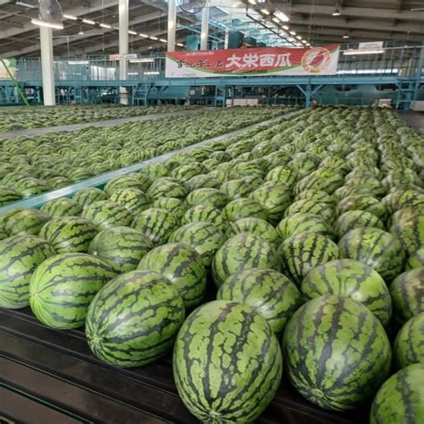 大栄西瓜組合協議会《公式》 Daiei Suika • Instagram Photos And Videos