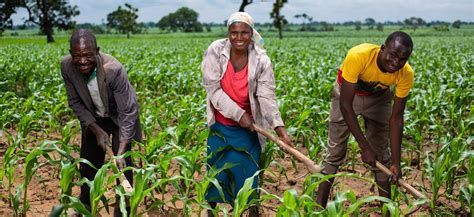 Grain Industry In Nigeria Issuu