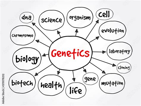 Genetics Mind Map Medical Concept For Presentations And Reports Stock