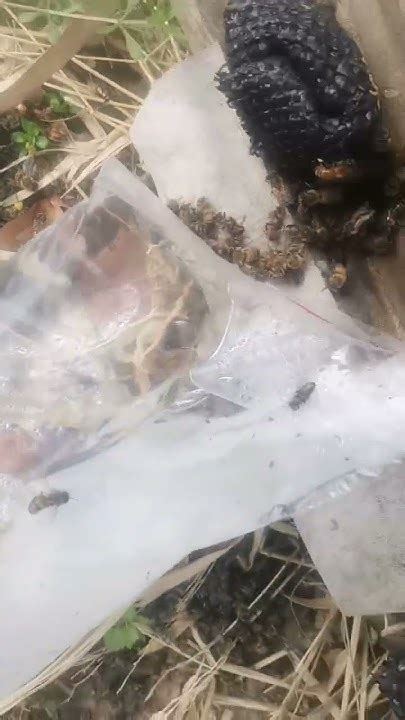 due to pesticide use during flowering period a large number of bees