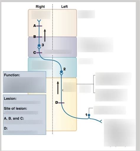 Spinal Cord Diagram Quizlet