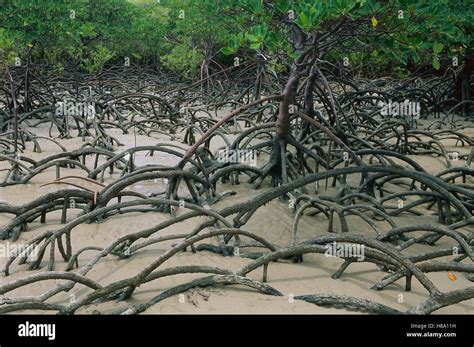 Mangrove Root System Exposed During Low Tide Australia Stock Photo Alamy