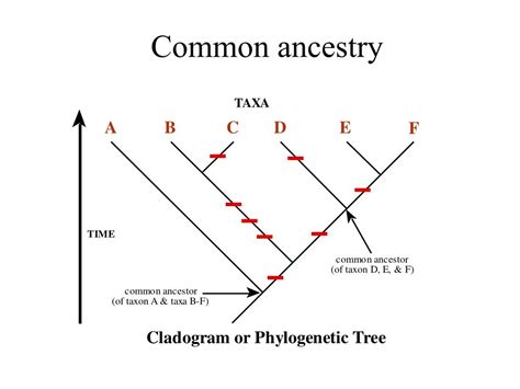 Ppt Lecture 4 Phylogeny And The Tree Of Life Campbell And Reece Chapter 26 Powerpoint