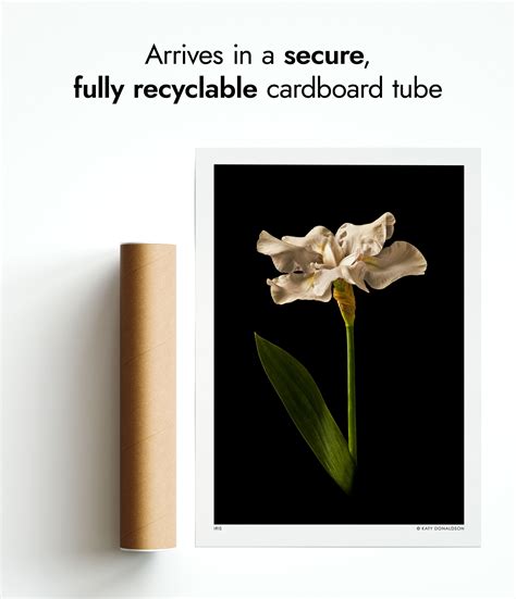 Iris Katy Donaldson Framed Prints And Posters Animato