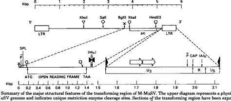 Figure 3 From Nucleotide Sequence Analysis Of The Transforming Region And Large Terminal