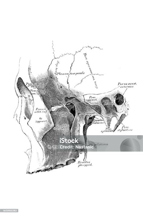Pterygopalatine Fossa Stock Illustration Download Image Now 19th Century 19th Century Style