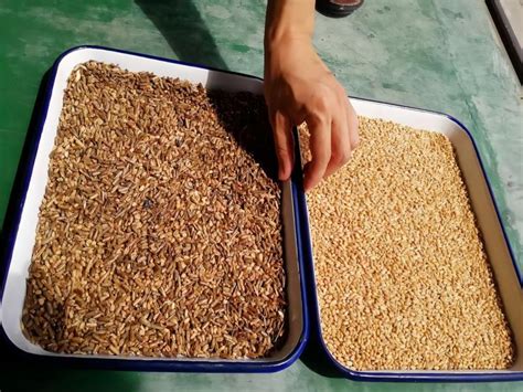 2023 Latest Design Optical Color Sorter Wheat Barley Color Sorting Machine Manufacturer