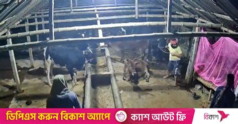 ঘুমন্ত কর্মচারীদের হাত পা বেঁধে ৫ গরু চুরি