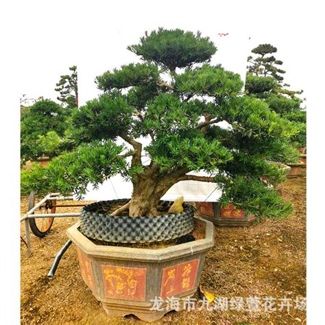 罗汉松临水造型 临水式罗汉松造型图片 罗汉松初次造型 第19页 大山谷图库