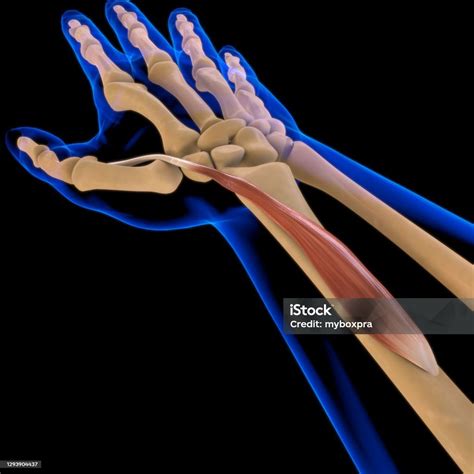 의료 개념 3d 일러스트레이션을 위한 엑텐서 폴리시스 브레비스 근육 해부학 0명에 대한 스톡 사진 및 기타 이미지 0명 3차원 형태 근육 Istock
