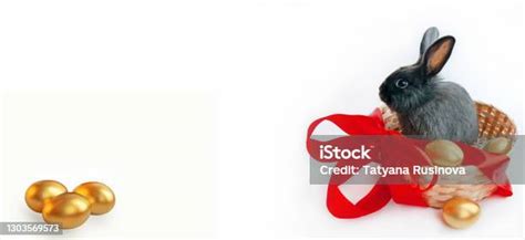 빨간 활이 달린 바구니에 있는 회색 토끼 흰 배경에 부활절 황금 달걀이 고립되어 있습니다 0명에 대한 스톡 사진 및 기타 이미지 Istock