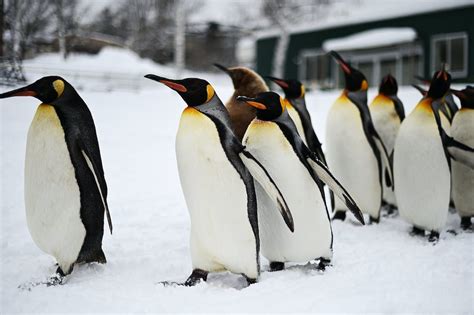 🚀devops zero to hero 💡day 13 🐧leveraging linux for devops powering