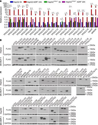 TP53 Inducible Putative Long Noncoding RNAs Encode Functional Polypeptides That Suppress Cell