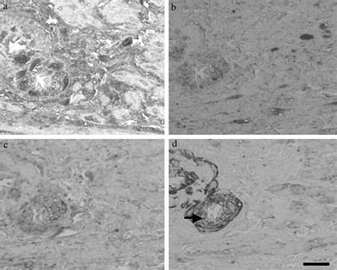 Serial Semi Thin Sections Of A Myometrium Control Sample Sex Download Scientific Diagram