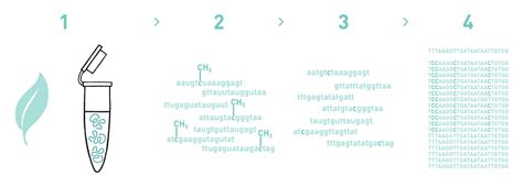 Bisulphite Sequencing Service Allgenetics