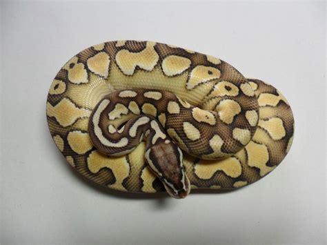 Lesser Pastel Ballpython