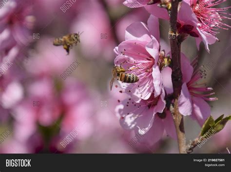 Fruit Trees Home Gardening Apple Cherry Pear Plum How Do Fruit Trees Pollinate