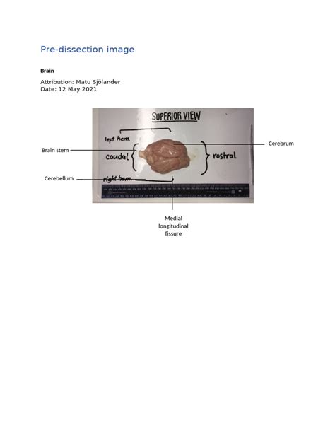 Biol1008 Dissection Diagrams Pdf Biol1008 Dissection Diagrams Pdf
