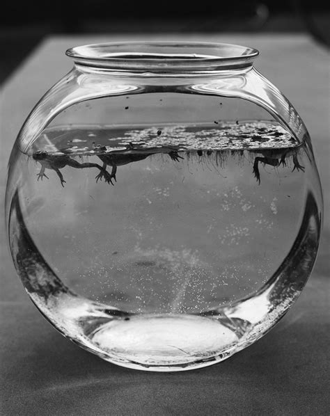 Cheryle St Onge Natural Findings Lenscratch