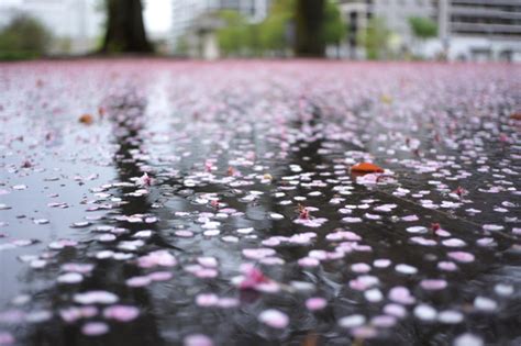 桜散る by kuronono ID10283688 写真共有サイト PHOTOHITO