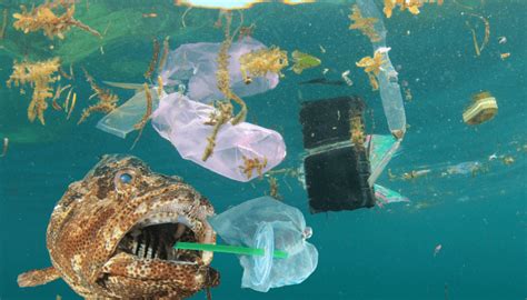 Great Pacific Garbage Patch Fish