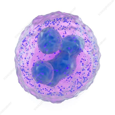 Basophil Under Microscope Granulocytes