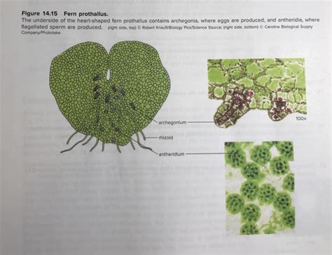 Solved Figure 14 15 Fern Prothallus The Underside Of The