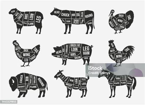 정육점 다이어그램 구성표 세트 양고기 양고기 돼지 고기 버팔로 닭고기 칠면조 말 염소 고기 컷 정육점 고기 가게 레스토랑 식료품 점을위한 고기 세트 벡터 그림 정육점 주인에