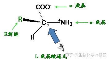 人体蛋白氨基酸的分类与分布 知乎