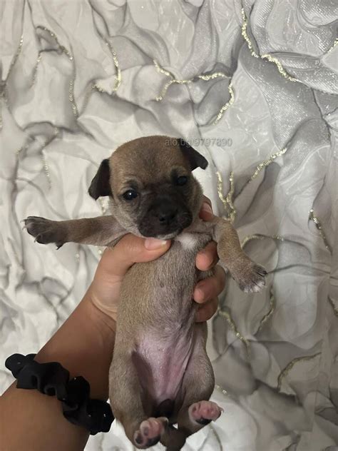 продава се Пинчер 1 месеца Женско кафяво черно Чистокръвно Кучета продава София Прод