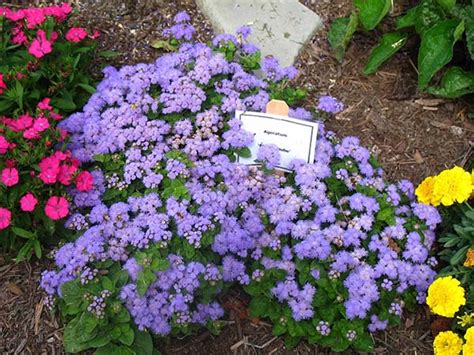 Почвопокровные растения и цветы для сада: их названия, фото и описания