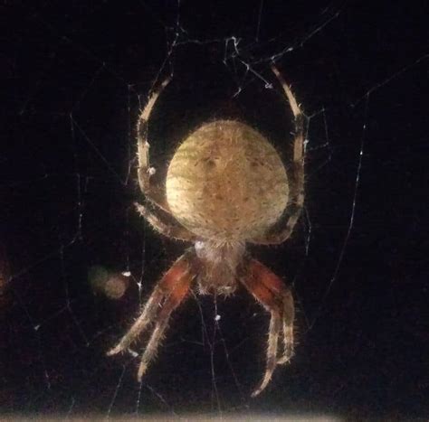 Neoscona Crucifera Spotted Orb Weaver Usa Spiders