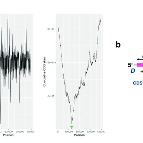 Analyses Of The Coding Sequence Cds Skew Of The Apmv Genome A Cds Download Scientific