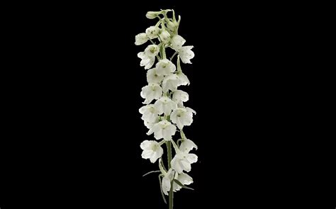 Delphinium Bella Andes White Marginpar