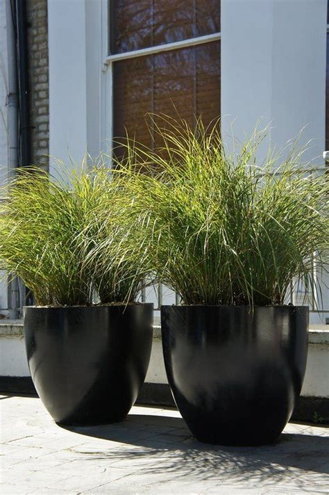 Best Tall Grass For Pots At Jesus Potter Blog