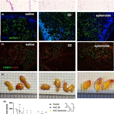 Regenerative Properties Of Spheroids In An In Vivo Model Of Fat Download Scientific Diagram