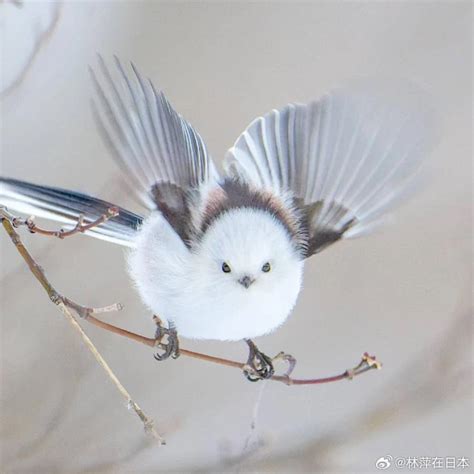 林萍在日本 23小时前 来自 超话 已编辑 冬天就要看小雪团银喉长尾山雀。 （ins：kyoko1903 ） 花瓣网