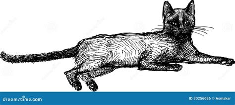 Cat Lying Down Drawing