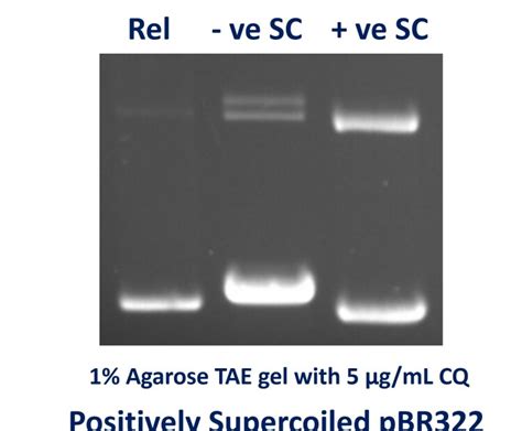 Buy Supercoiled Pbr322 Dna Online